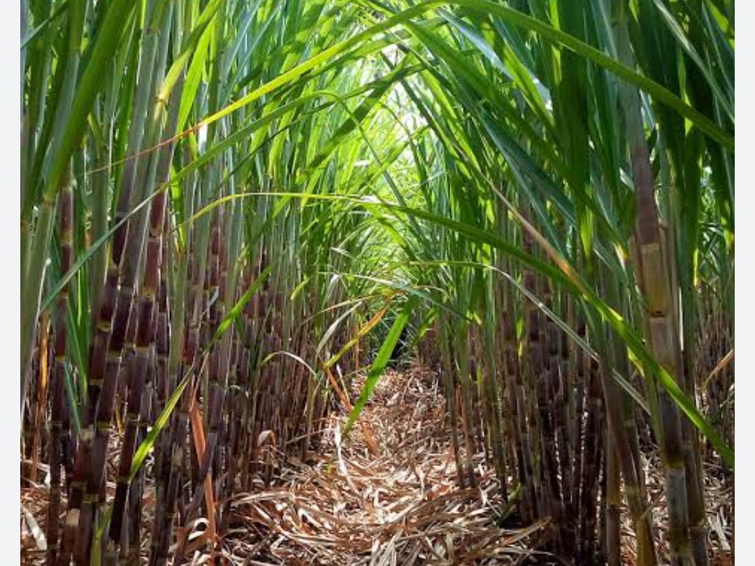 Ayodhya Pre-Monsoon Rain Brings Relief to Farmers in Pura Bazar