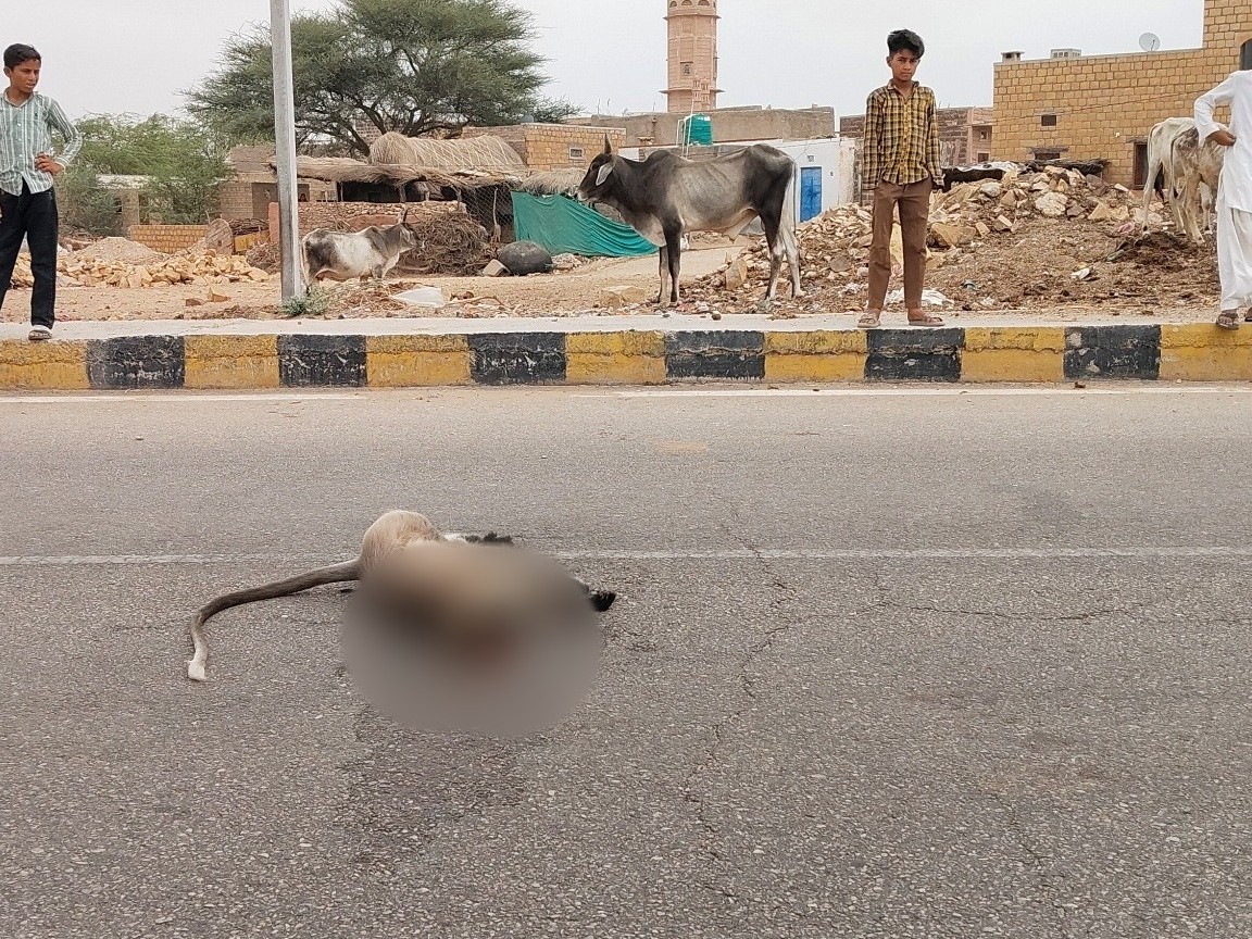 Monkey Death in Ladi Road Accident Sparks Wildlife Safety Concerns