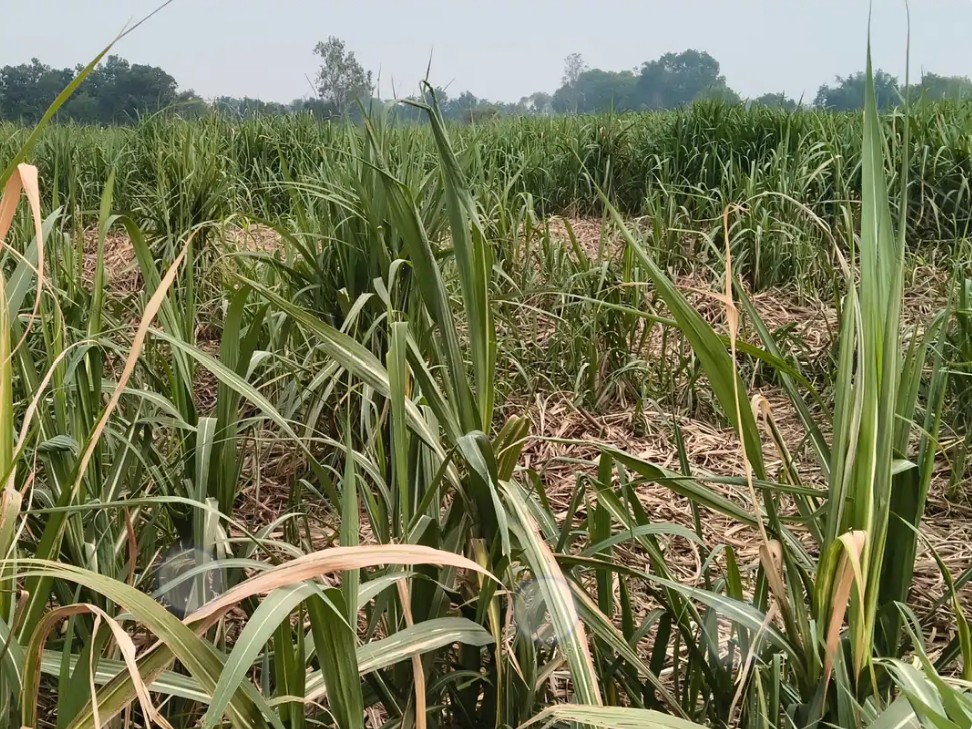 Fatehpur Dhata Farmers Suffer Crops Dry Due to 15-Day Power Outage