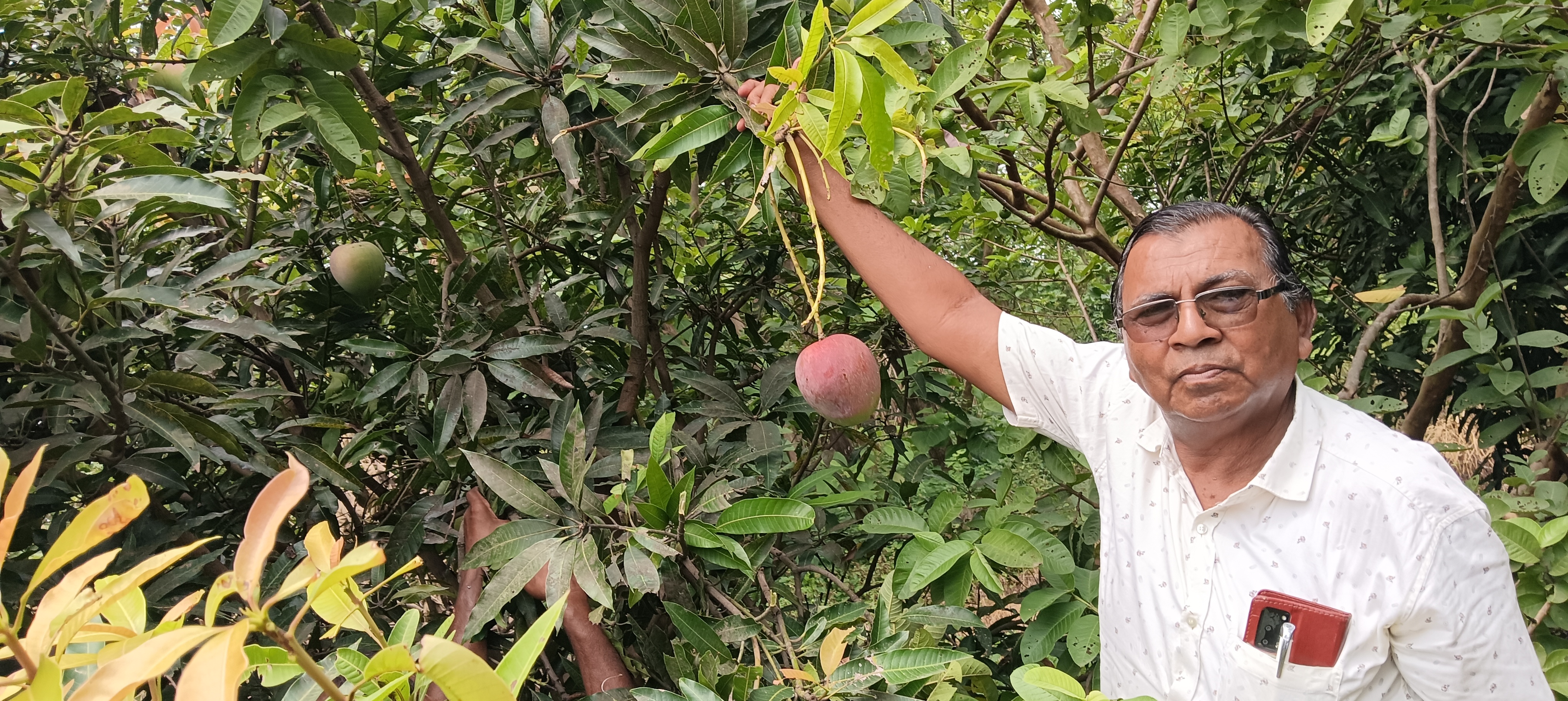 Seven acres of fruit empire in Choyra of Dhalbhumgarh, fruits are not ...