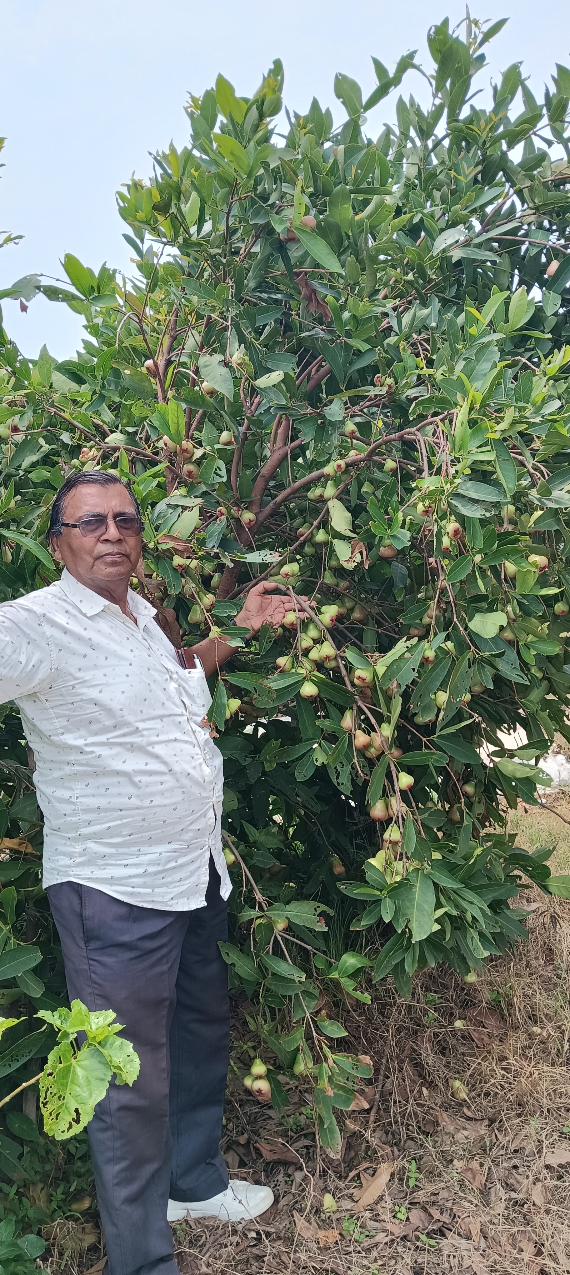 Seven acres of fruit empire in Choyra of Dhalbhumgarh, fruits are not ...
