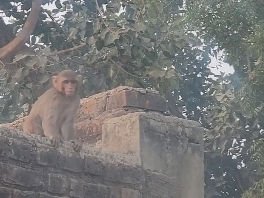 Ratol Youth Critically Injured in Monkey Attack, Falls From Roof; Delhi ...
