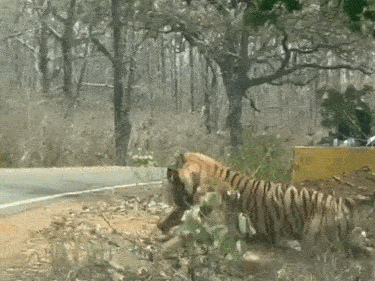 Shivling Tiger Kills Cow | Forest Dept Boosts Patrols Dhimarkheda