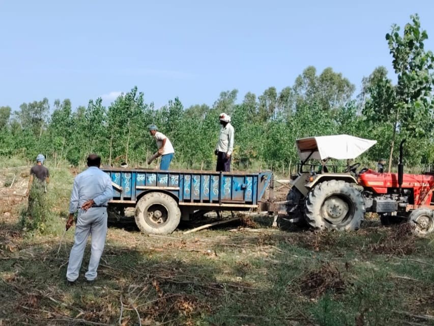 Bareilly SDM Orders Seizure of Poplar Wood in Land Dispute