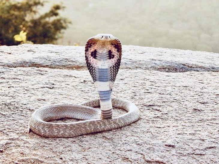 Barabanki Girl Snake Bite Death | Hospital Declared Dead