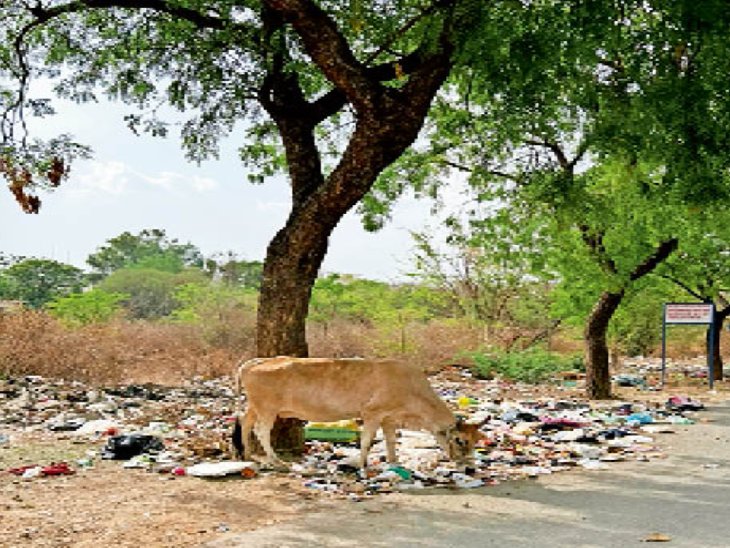 The Municipal Corporation's cleanliness app is full of fraudulent material.