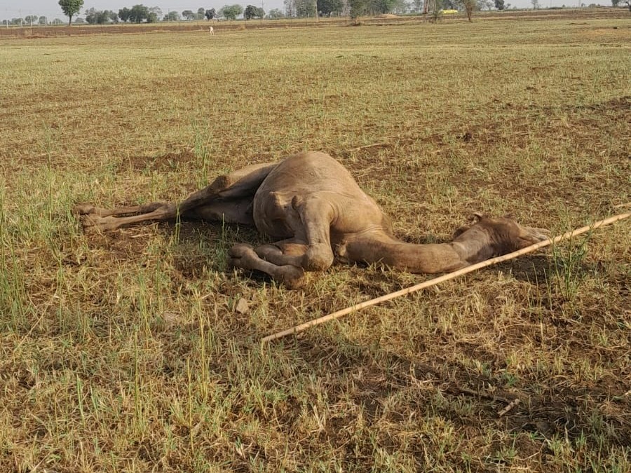 Camel Death Current Line Accident | Rajasthan Marwari Society Dhanawada