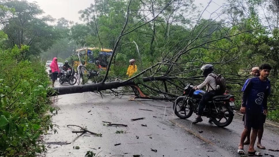 Trees felled by storm in Jampani forest removed, traffic restored