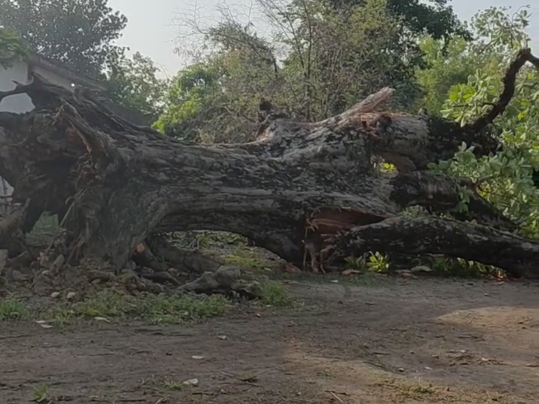 Abhiyakhurd Cow Death | Tree Fall Accident Injures Three