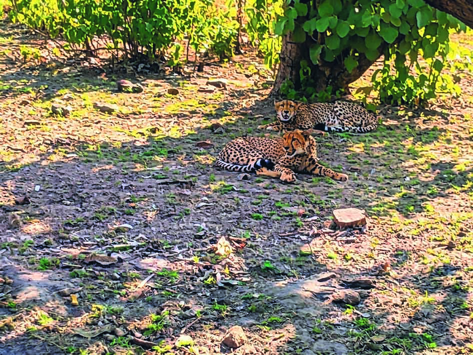 Cheetah Veera returns to MP border with her cub after 5 days