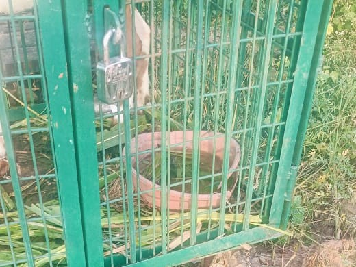Didoli Leopard Trap Goat Theft Attempt | Forest Dept Cage