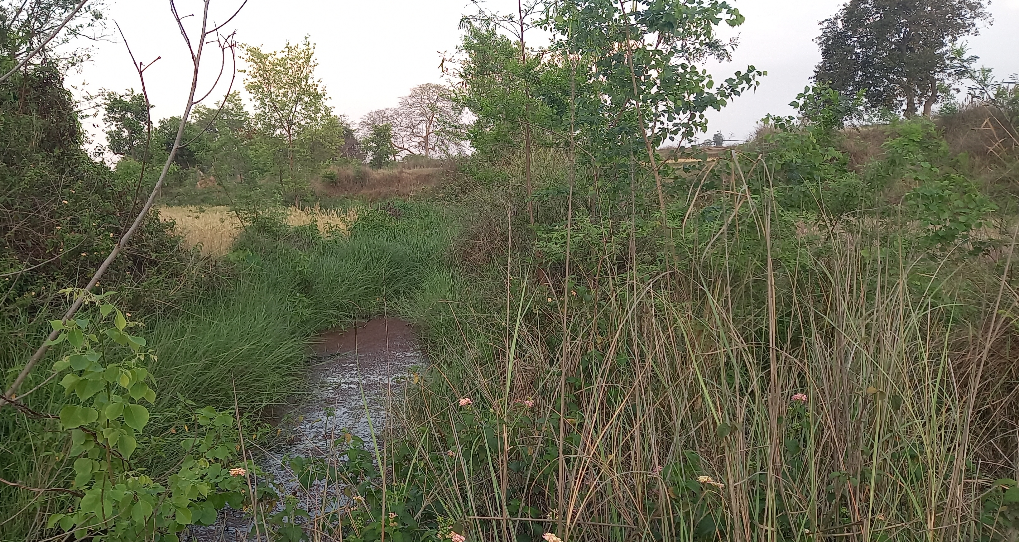 The initial course of the river has been significantly narrowed due to ...