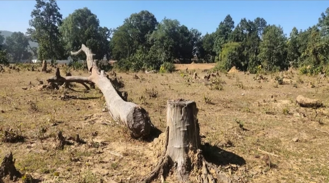 Timber smugglers illegally cut dozens of trees from forests in Peshrar ...