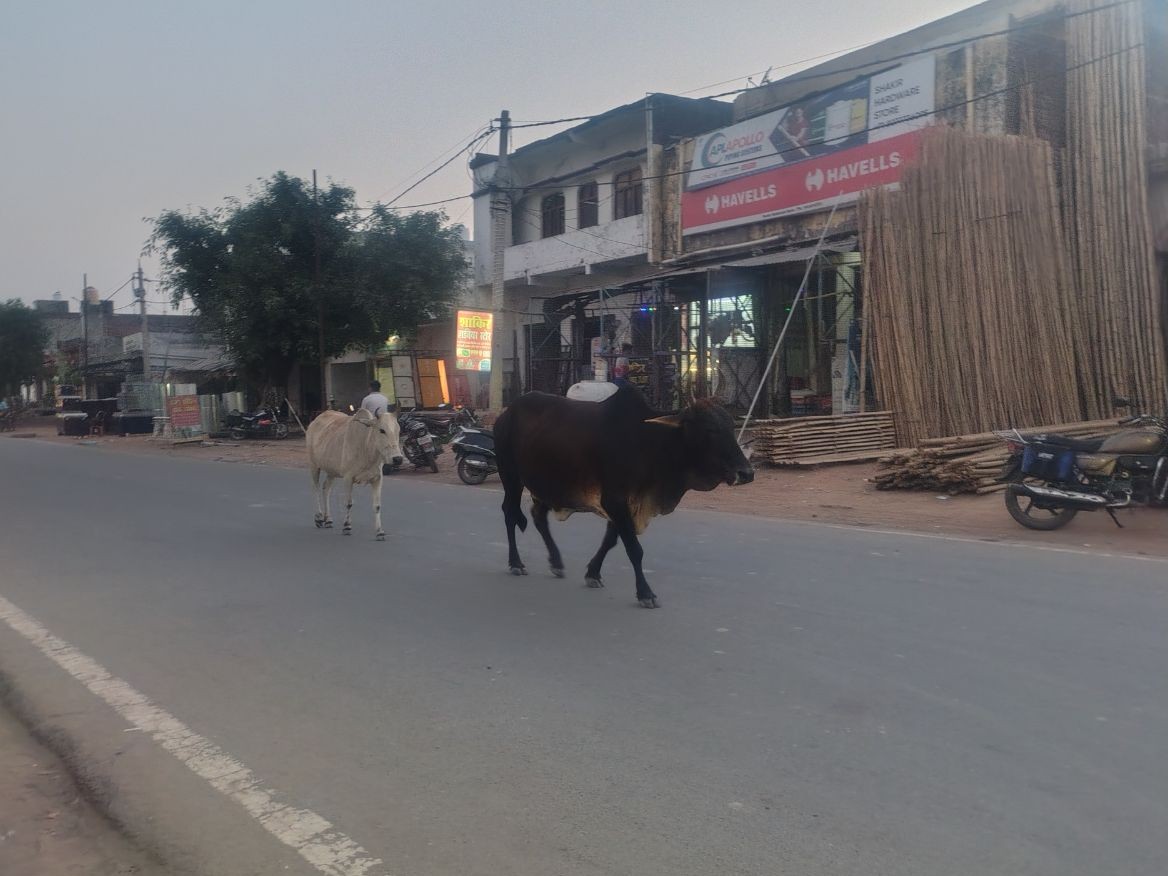 Shergarh-Baheri Road Cattle Nuisance | Accident Risk High