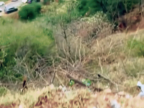 Gurugram Leopard Trail Murder | Unidentified Body, Rural Fear