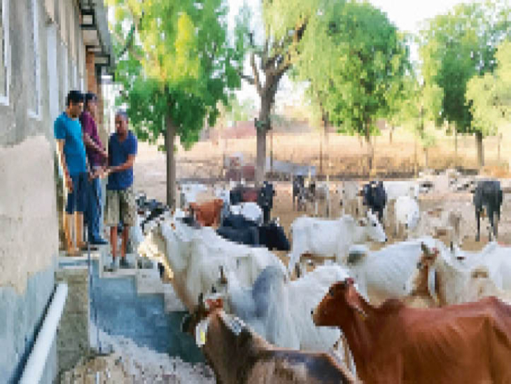 A group of young people are engaged in serving destitute cattle and ...