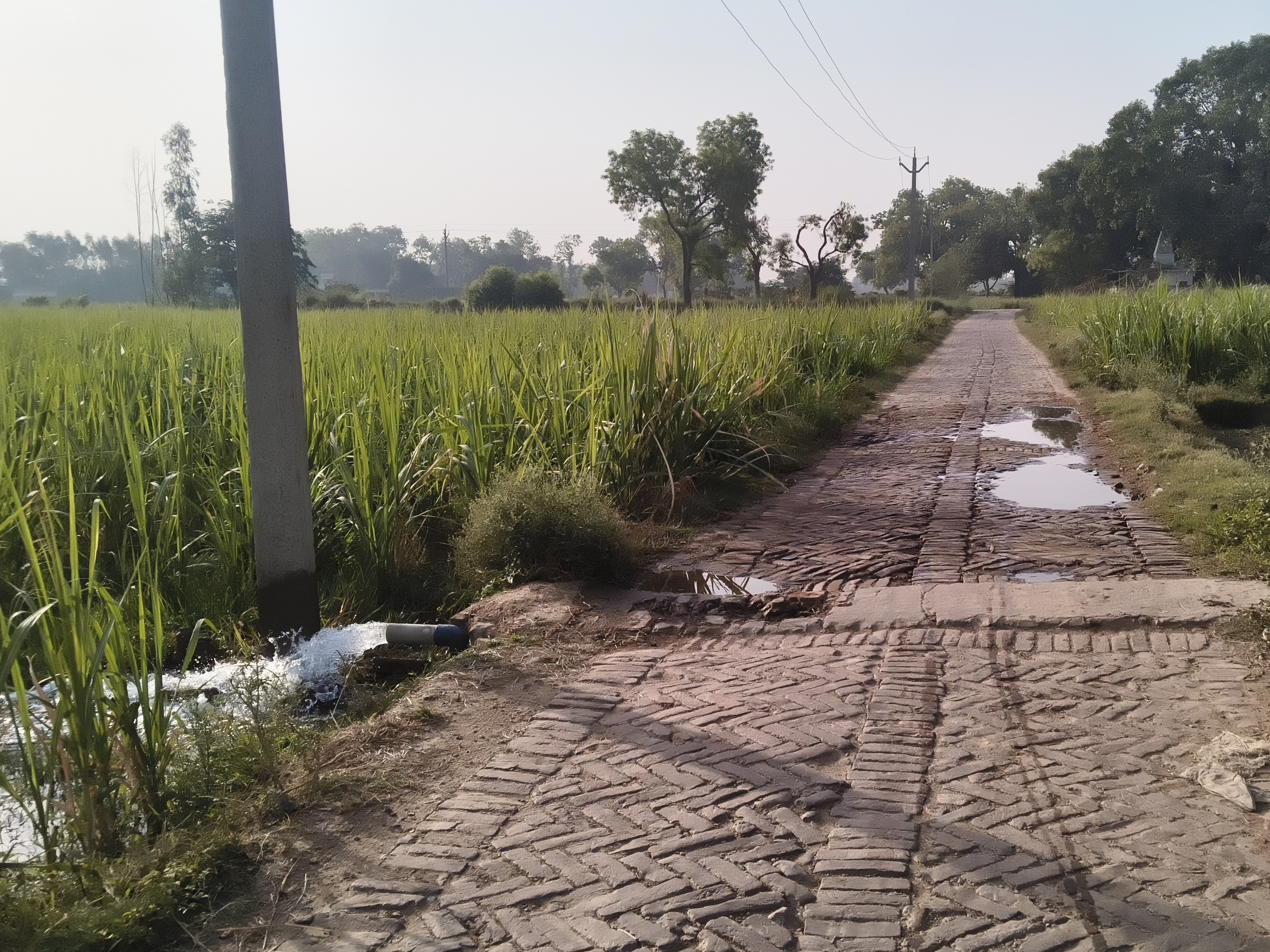 UP Farmers Irrigate Crops | Power Restored to Tubewells