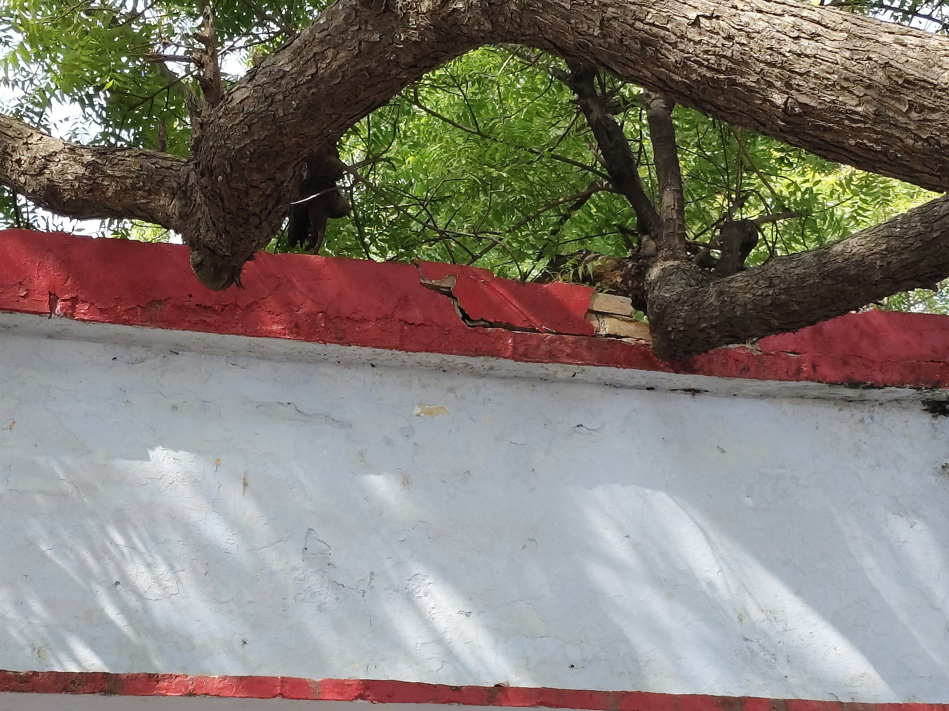 Etawah Ureg Neem Tree Falls on School Building | Children Safety Risk