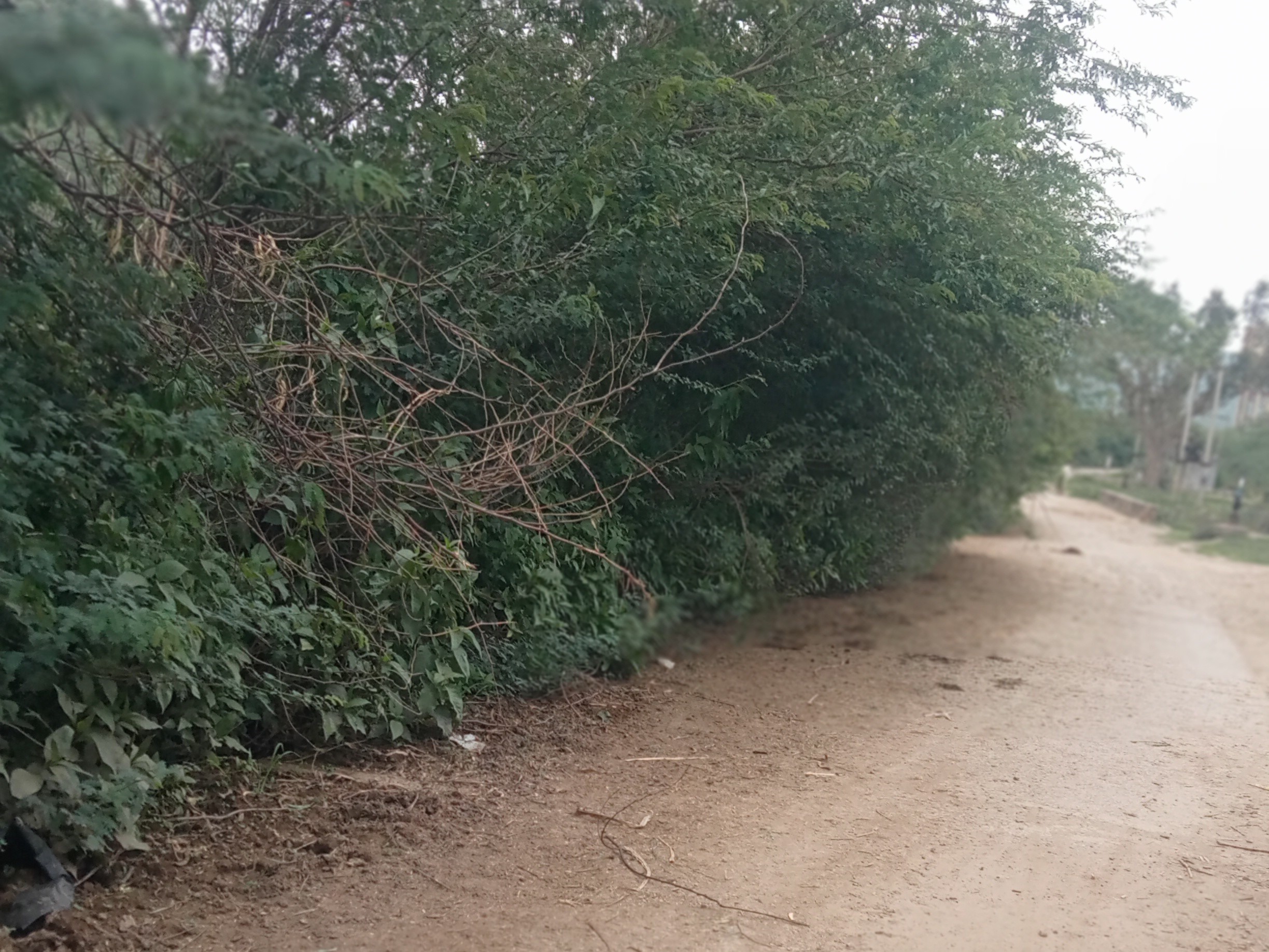 Umarain Road Bushes Cause Accident Risk | Villagers Distress