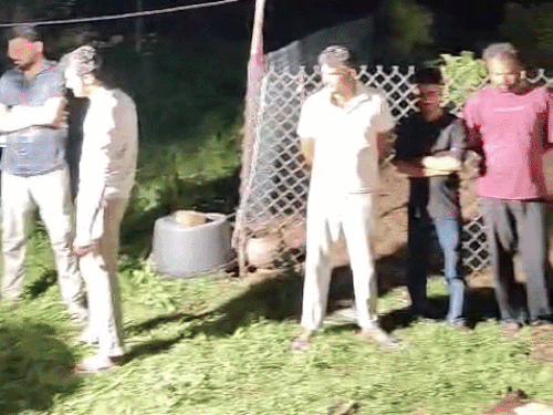 Stray Dogs Attack Goat and Poultry Farm in Rewari; 183 Animals Killed