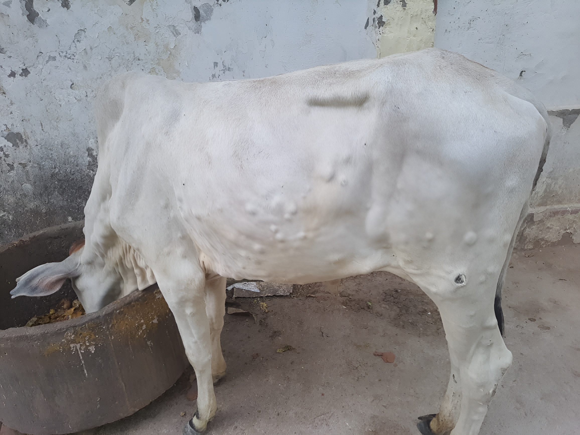 Lumpy's knock: Several cows sent to cow shelter in critical condition