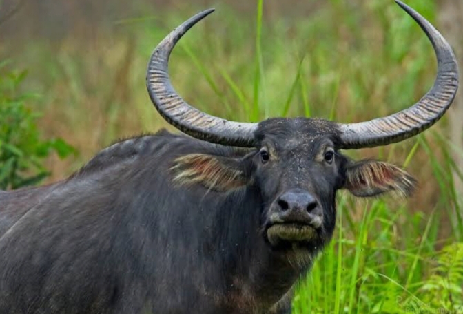 A rare wild buffalo strayed from Nepal and reached the border VTR area ...