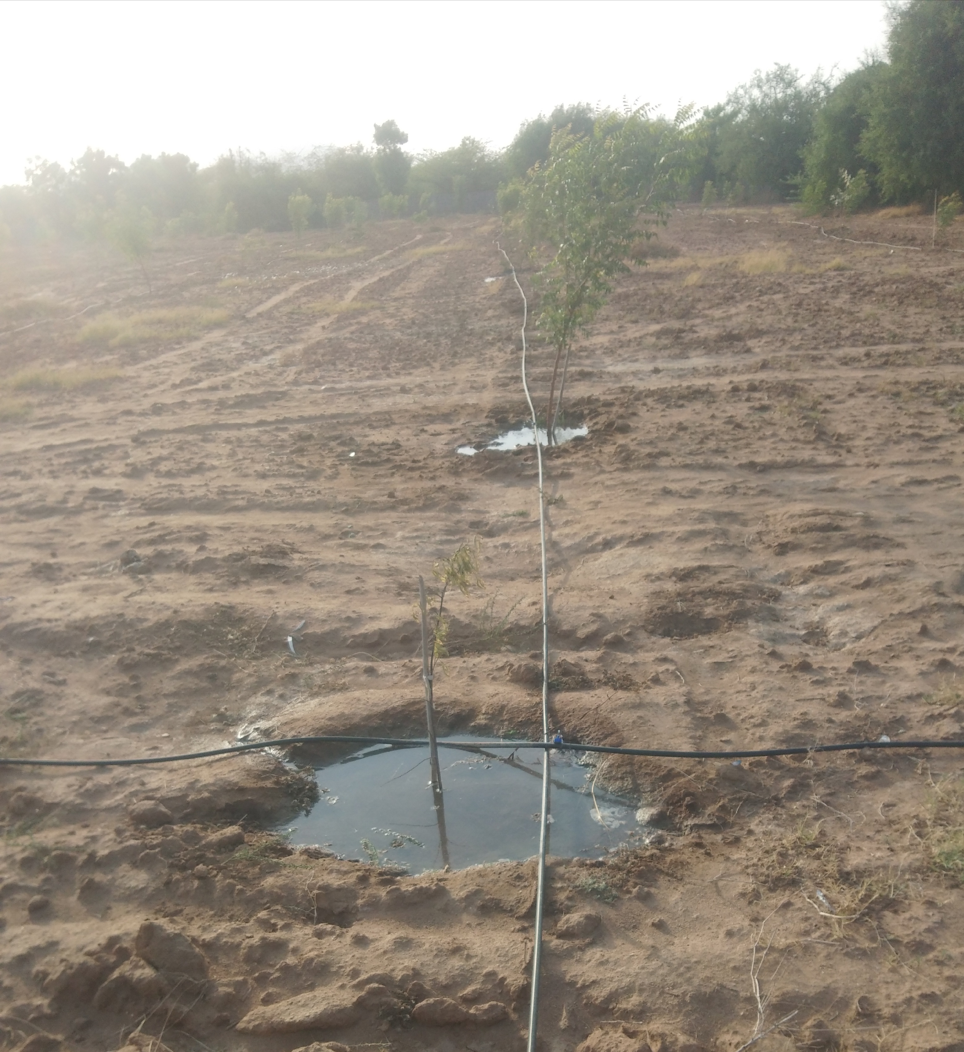 Drip system installed for irrigation of 500 plants