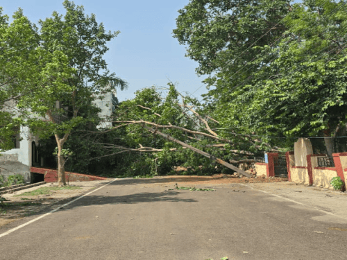 Kota Pre-Monsoon Storm & Rain: Trees Fall, Yellow Alert Issued