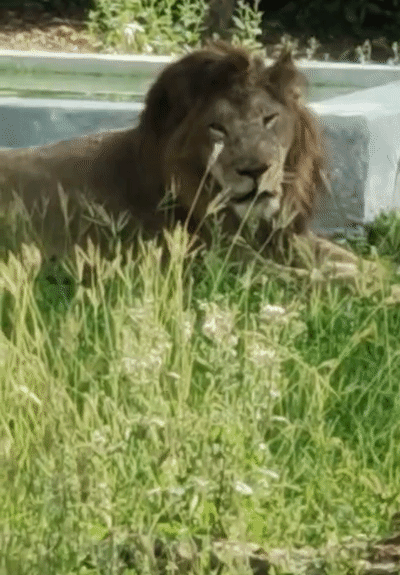 Kanpur Zoo Lion Dies | Vomiting Blood, Suspected Lung Tumor
