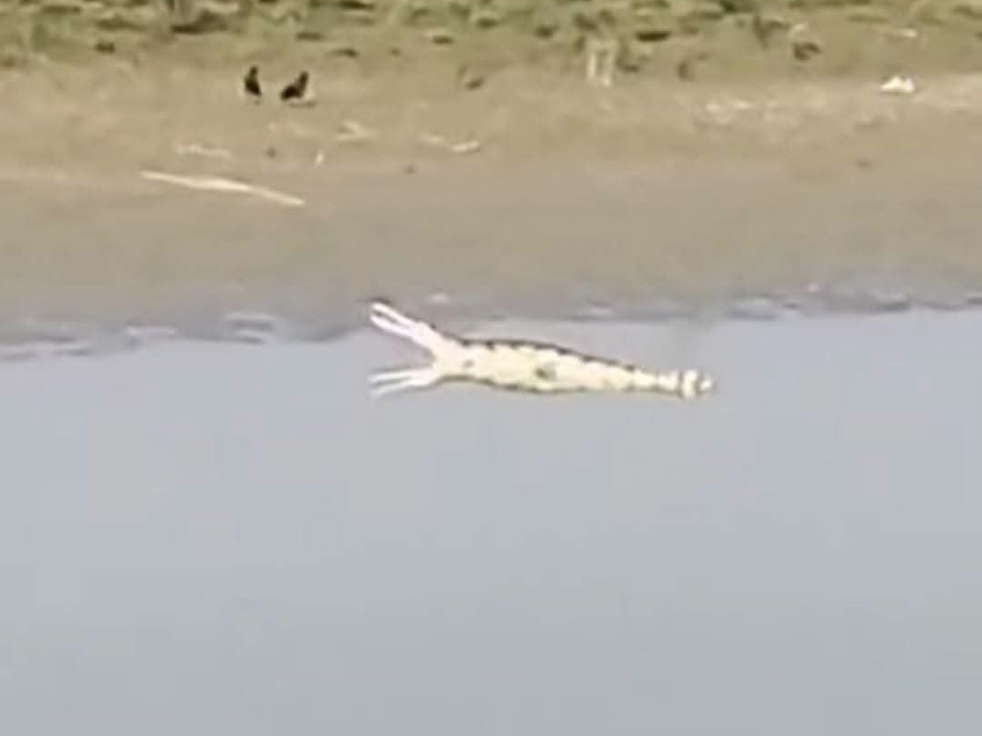 Siddharthnagar: Crocodile Spotted at Mahua Ghat | Viral Video, Fear in ...