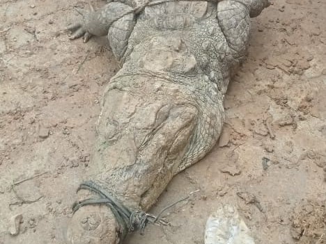 Mirzapur Crocodile Scare | Villagers Fear After Goats, Dog Attacked