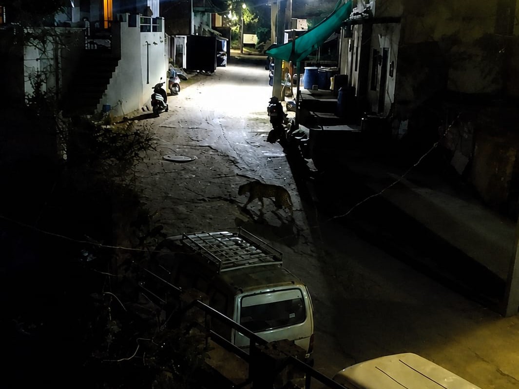 Dungarpur: Leopard Roams Patela Mohalla | Youth Captures Photo, Panic ...