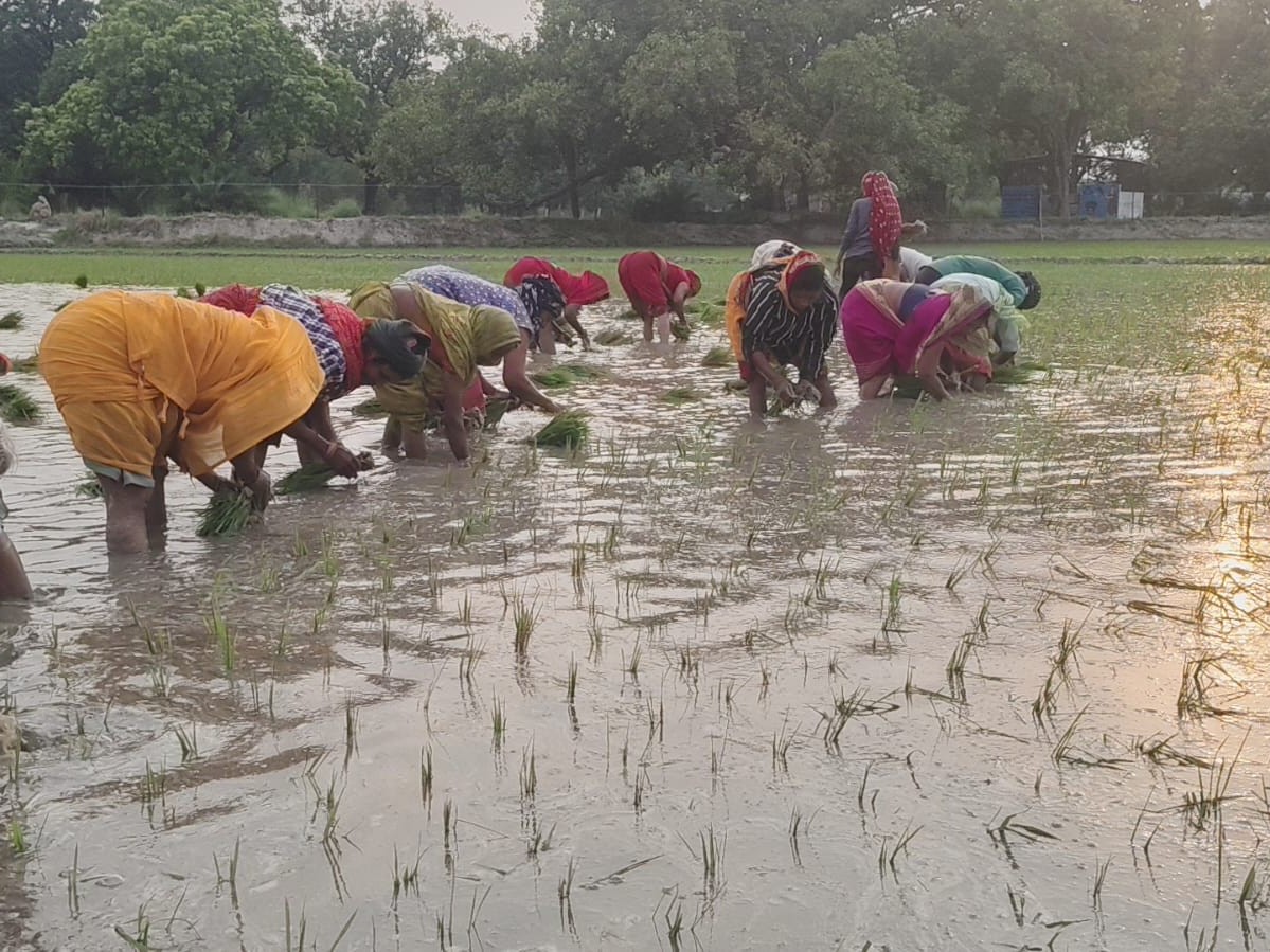 Amethi Farmers Irrigate Fields With Tube Wells, Diesel Pumps | Early ...