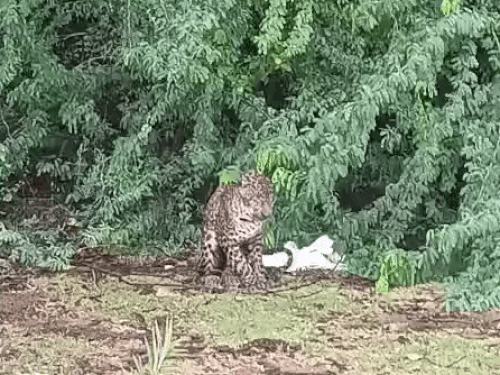Injured Leopard Rescued in Rajasthan, Sent to Sajjangarh Biological Park
