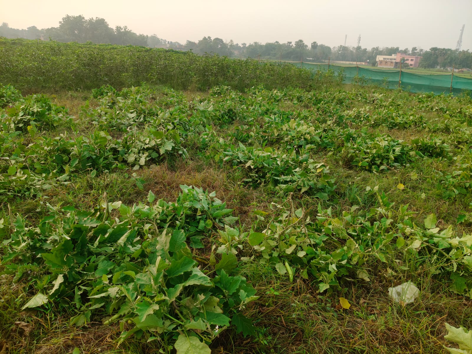 Vegetable crop grown on two bighas was destroyed by cutting, complaint ...