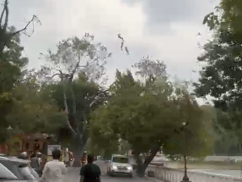 Udaipur Zip Line Rescue: Gujarat Tourists Stuck Mid-Air