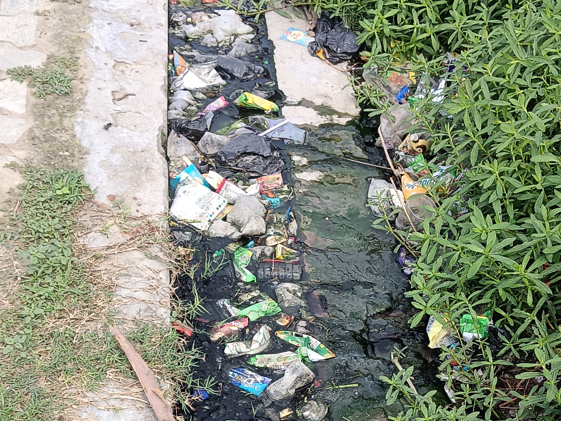 Maharajganj Drainage Woes | Pantnagar Ward Health Hazard