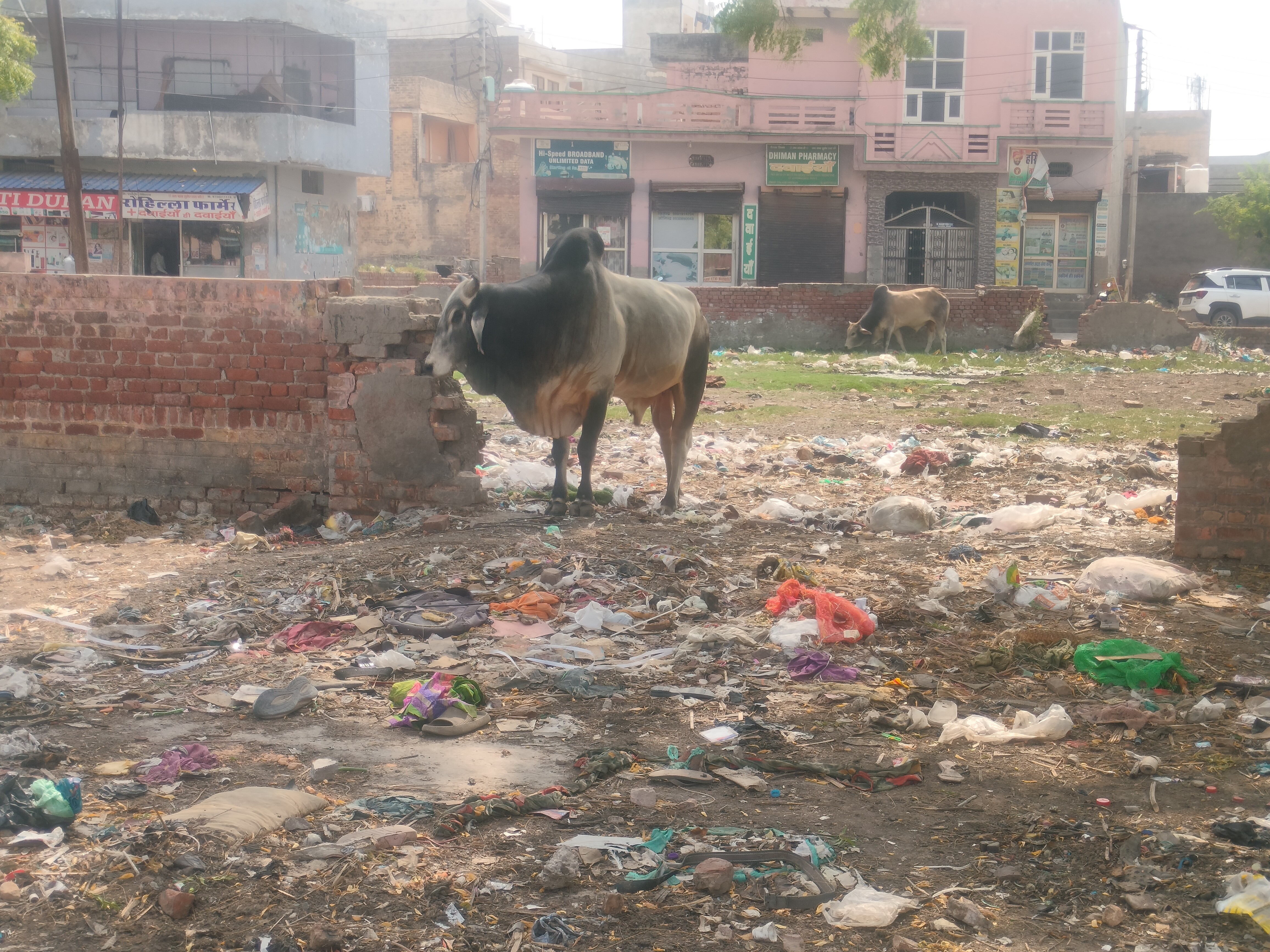 Israna Panipat | Stray Cattle Eat Plastic on Roads | Gaushala Mismanagement