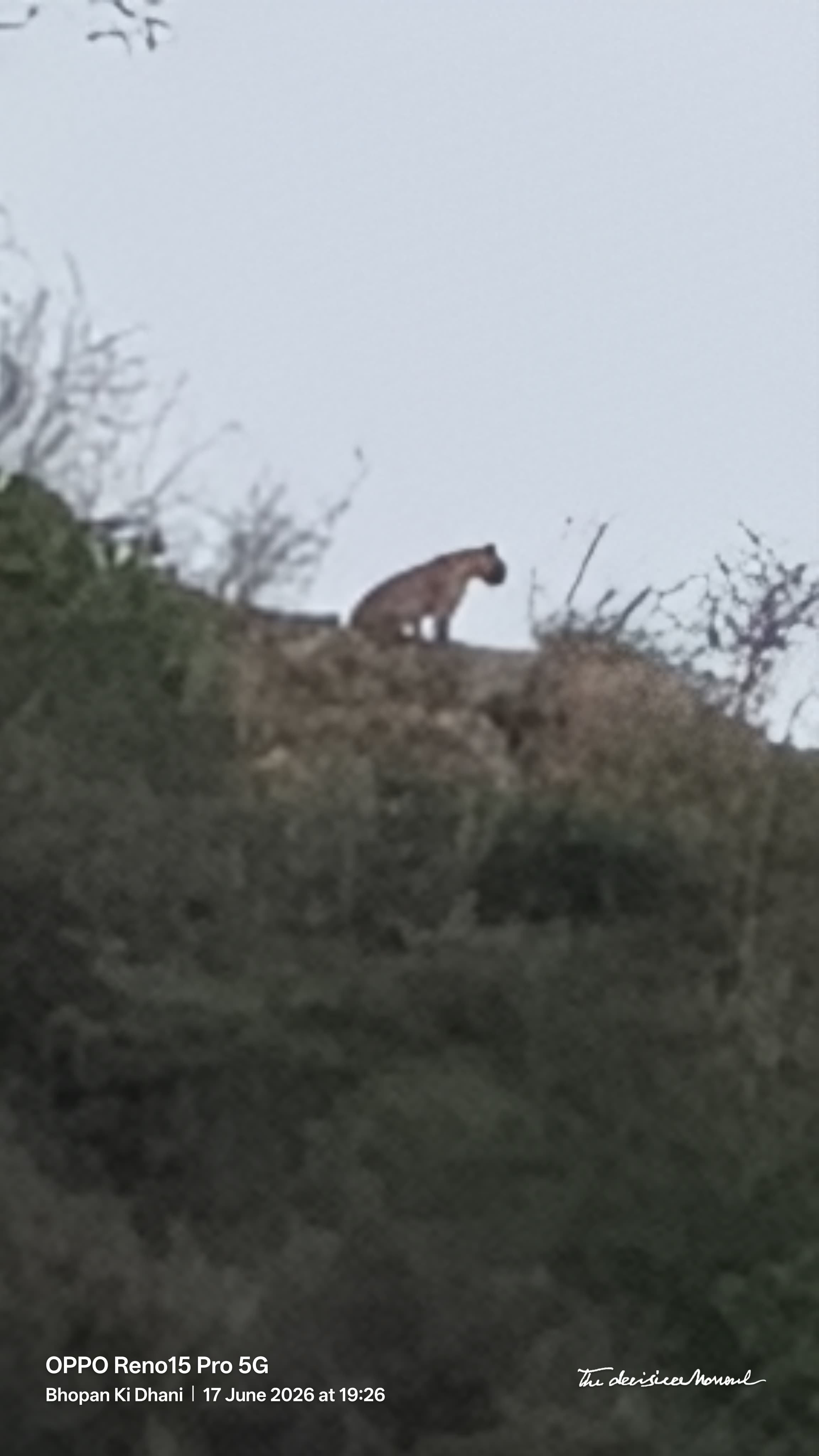 Panther is hunting cattle in Mariyada's Dhani