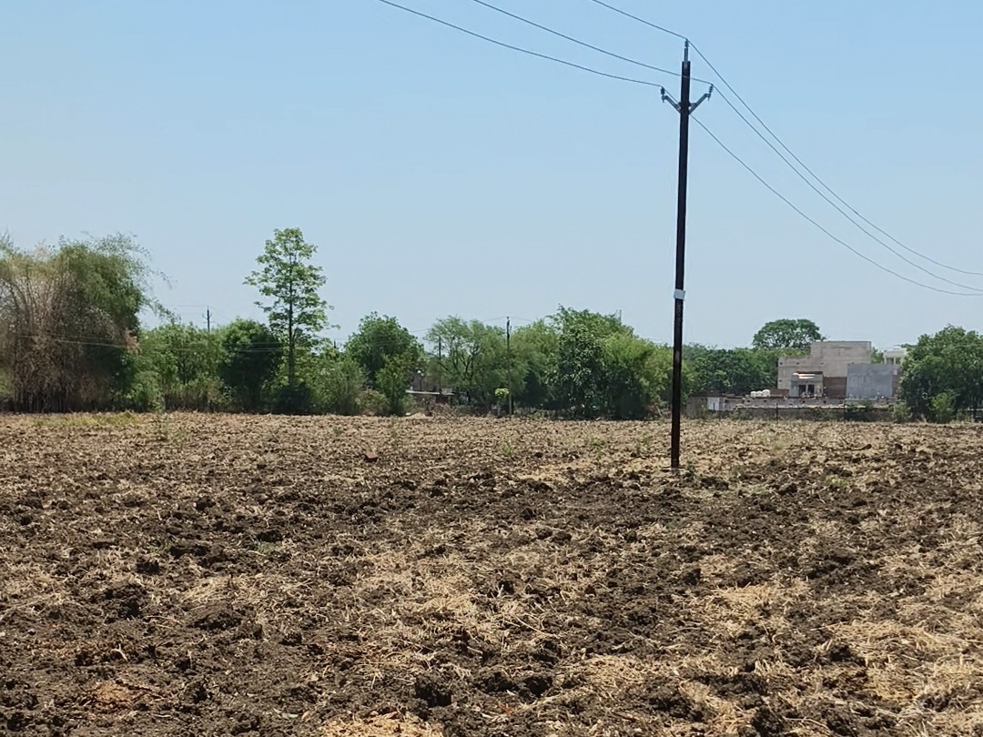Shivpuri Tomato Transplant Delayed | Crops At Risk; Monsoon Worry