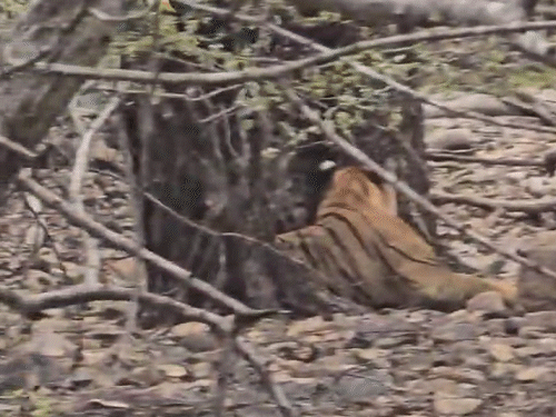 Ranthambore Tigress Trains Cubs | Mother, Cubs Hunt Sambar Deer