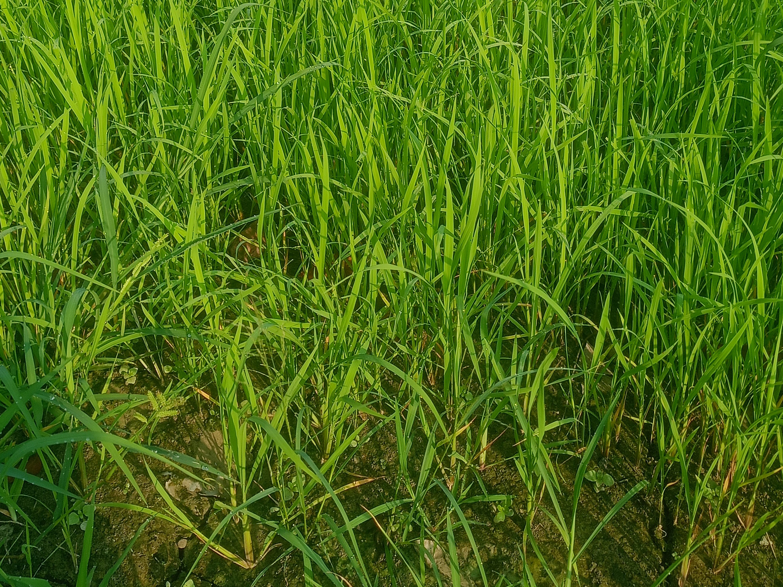 Nighasan Farmers Await Good Rain | Paddy Transplant Stalled