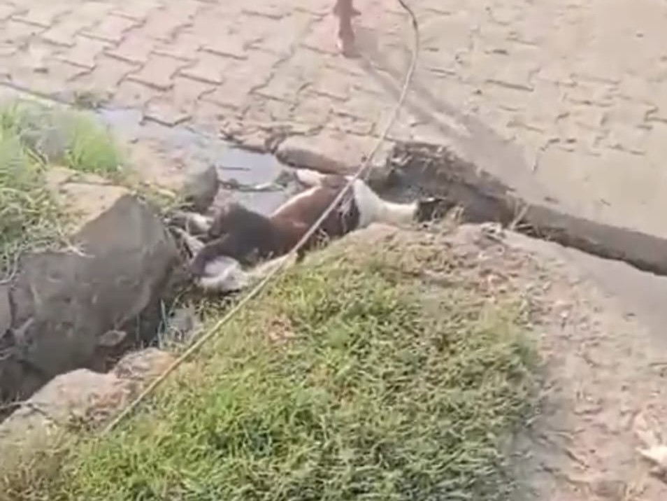 Bulandshahr Vilona Village High Tension Wire Fall | Dogs Death