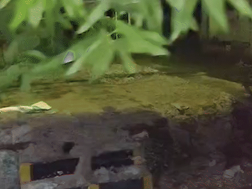 Durg BSP Employee Son Suicide | Abandoned School Body Found
