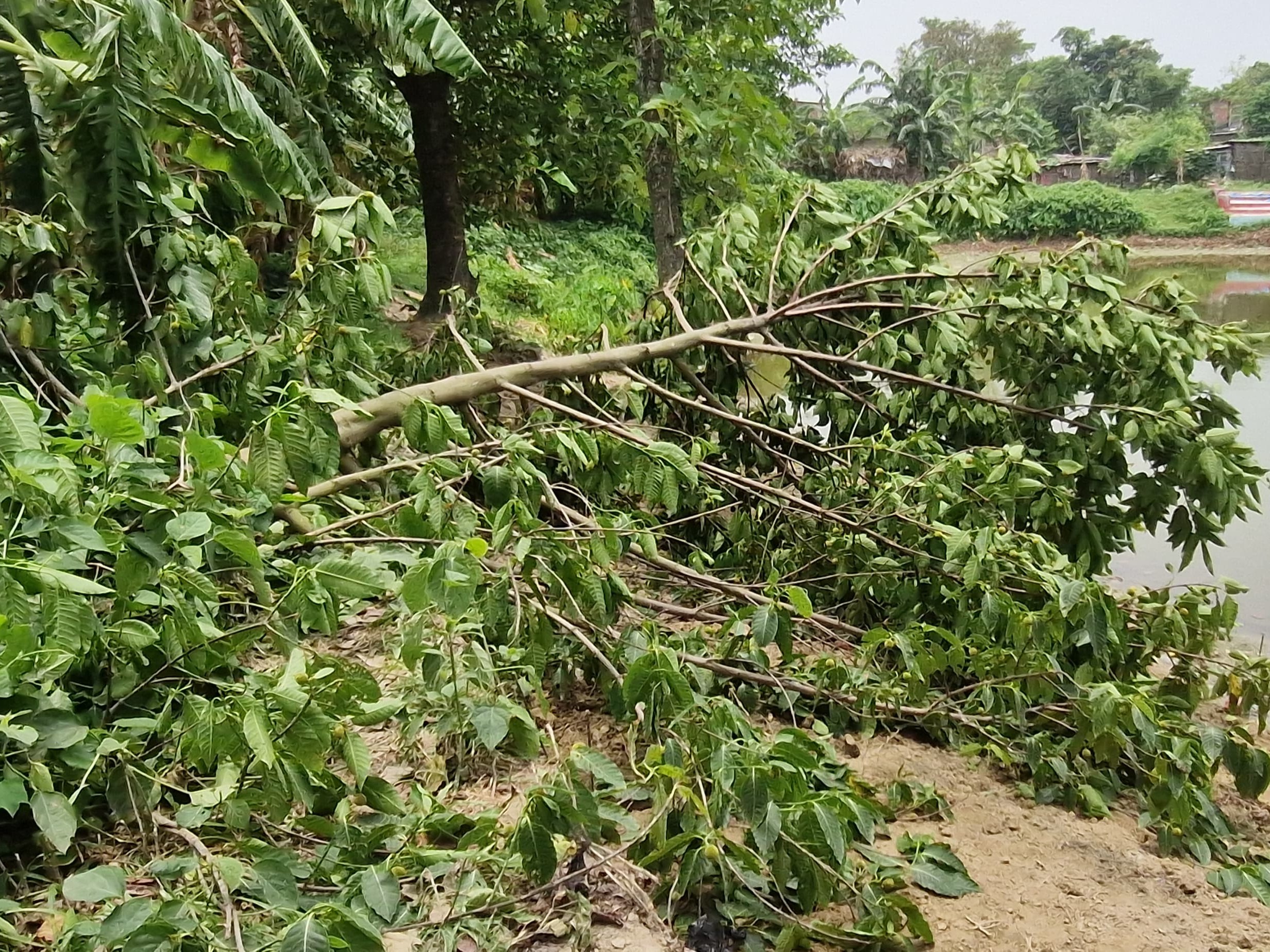 Bihar Govt Land Tree Cutting | Villagers Protest, Demand Action