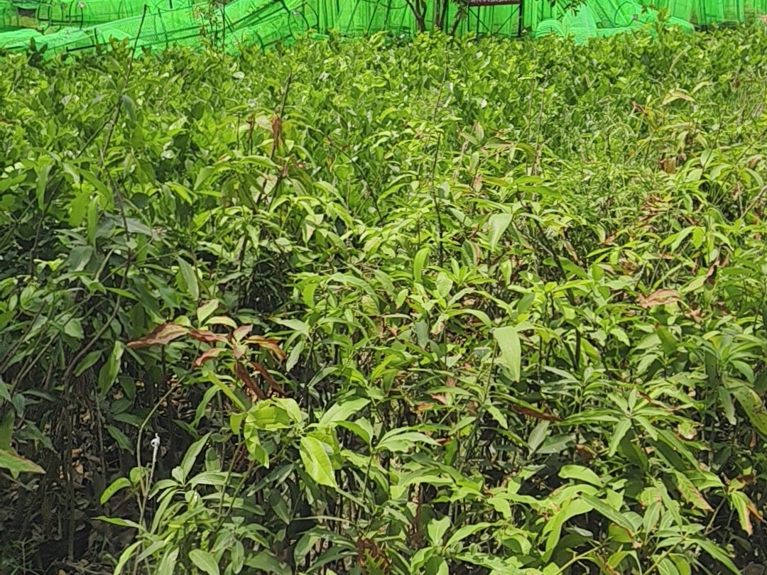 Cities Borders Fruit Trees Tackle Food Shortage, Monkey Menace