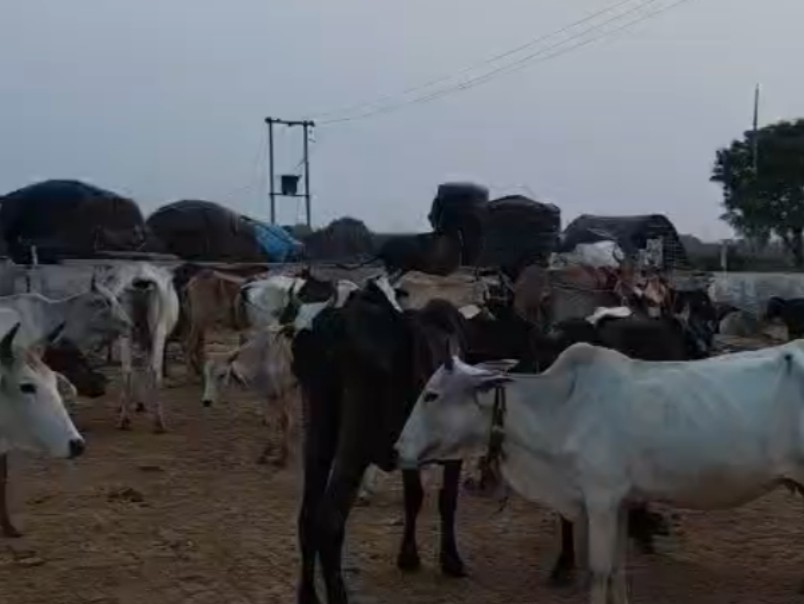Badaun Gaushala Cattle Deaths | Villagers Protest Over Fodder, Water ...