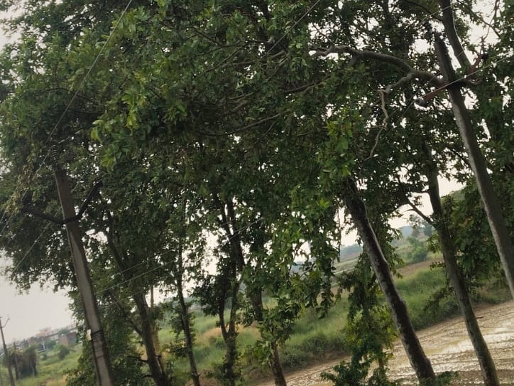Marwatiya Mahulani Power Outage | 33 KV Line Disrupted by Storm in Bansi