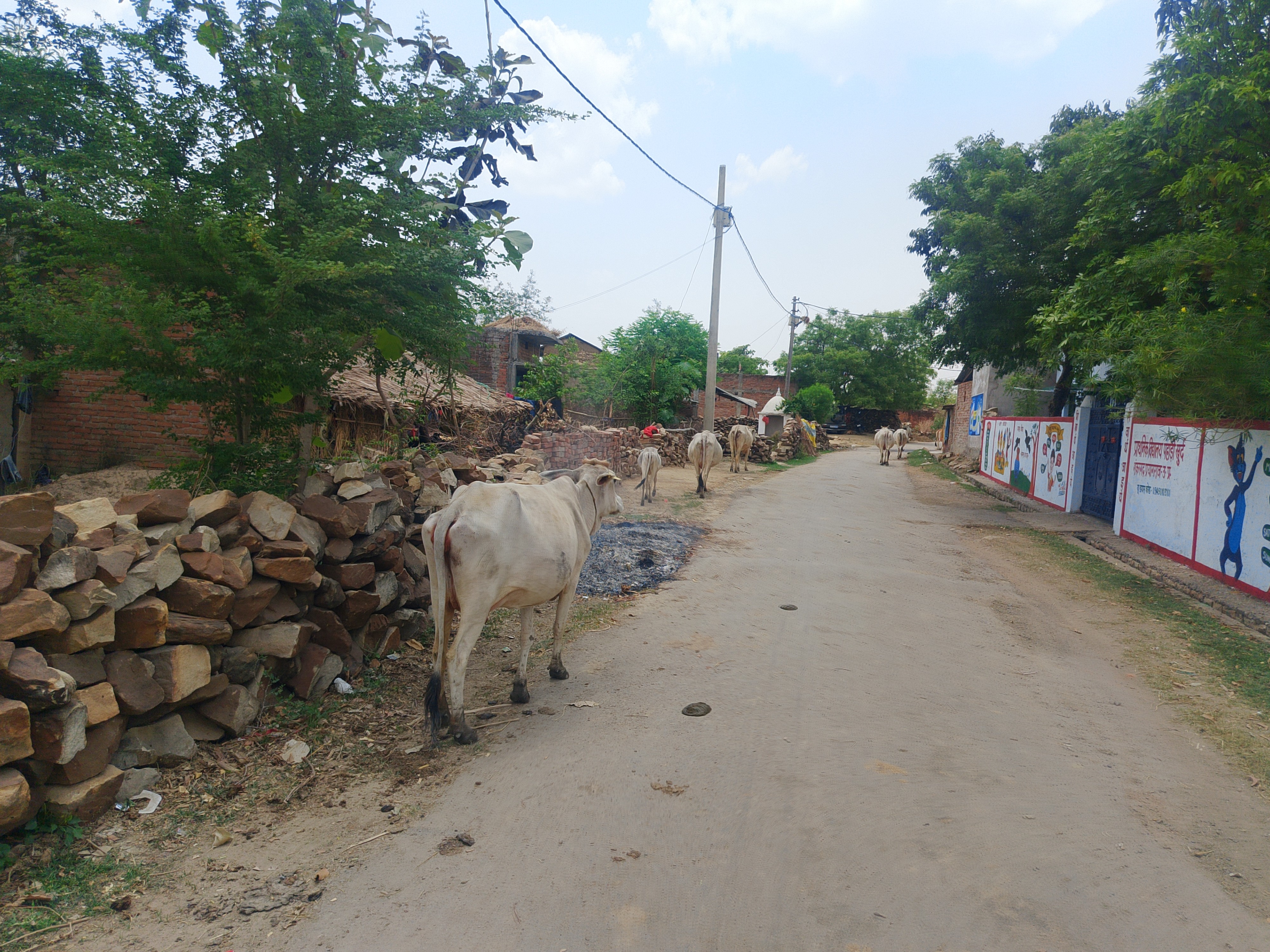 Devri Beni Gaushala Scam: Rs 105 Lakhs Pocketed, No Cattle Found!