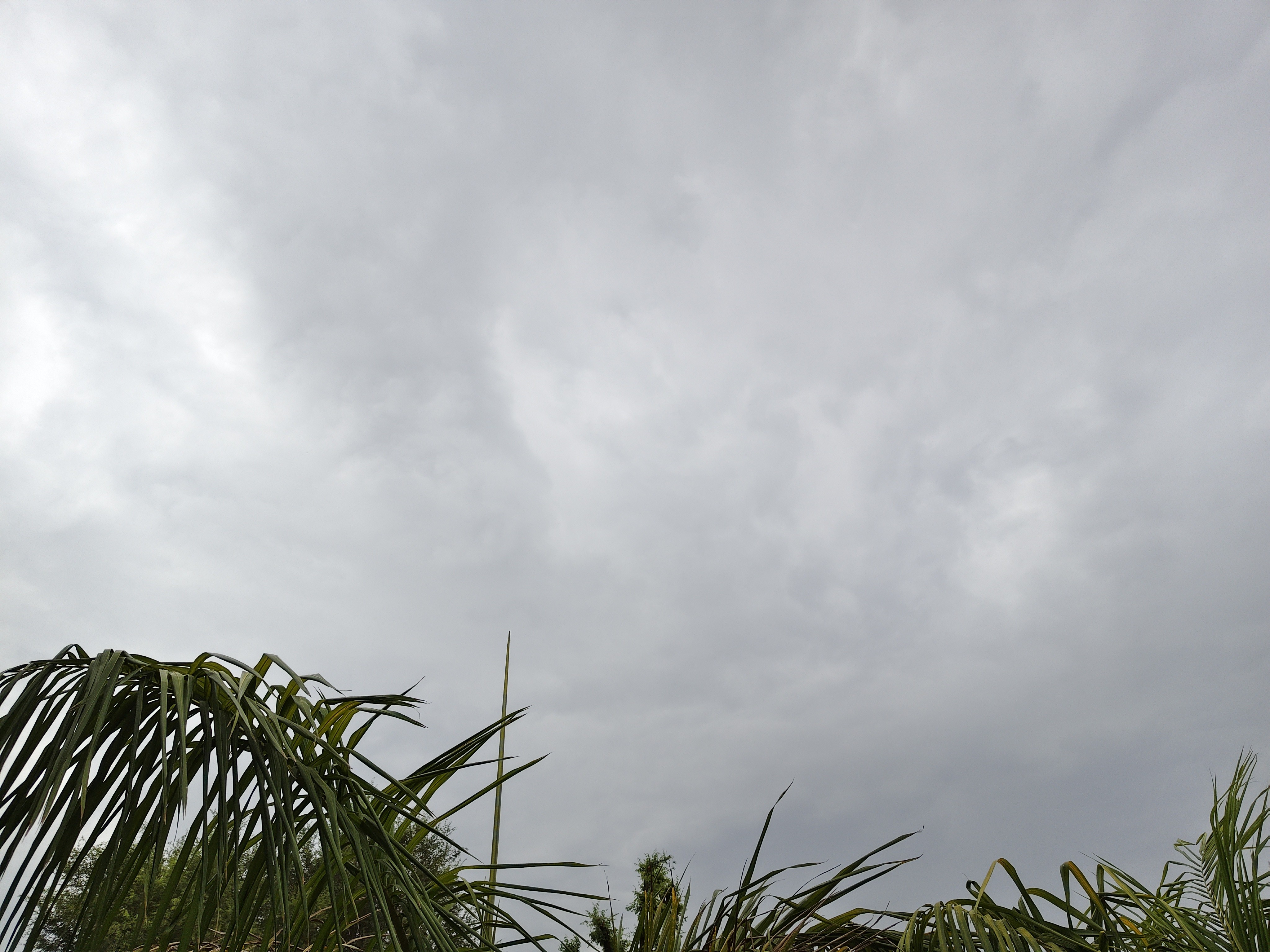 Baswa Rain Brings Hope to Farmers for Good Crop Yield